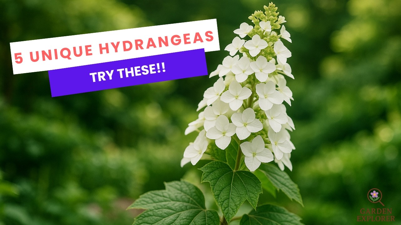 The 5 Most Beautiful Hydrangea Varieties You've Never Heard Of - YouTube