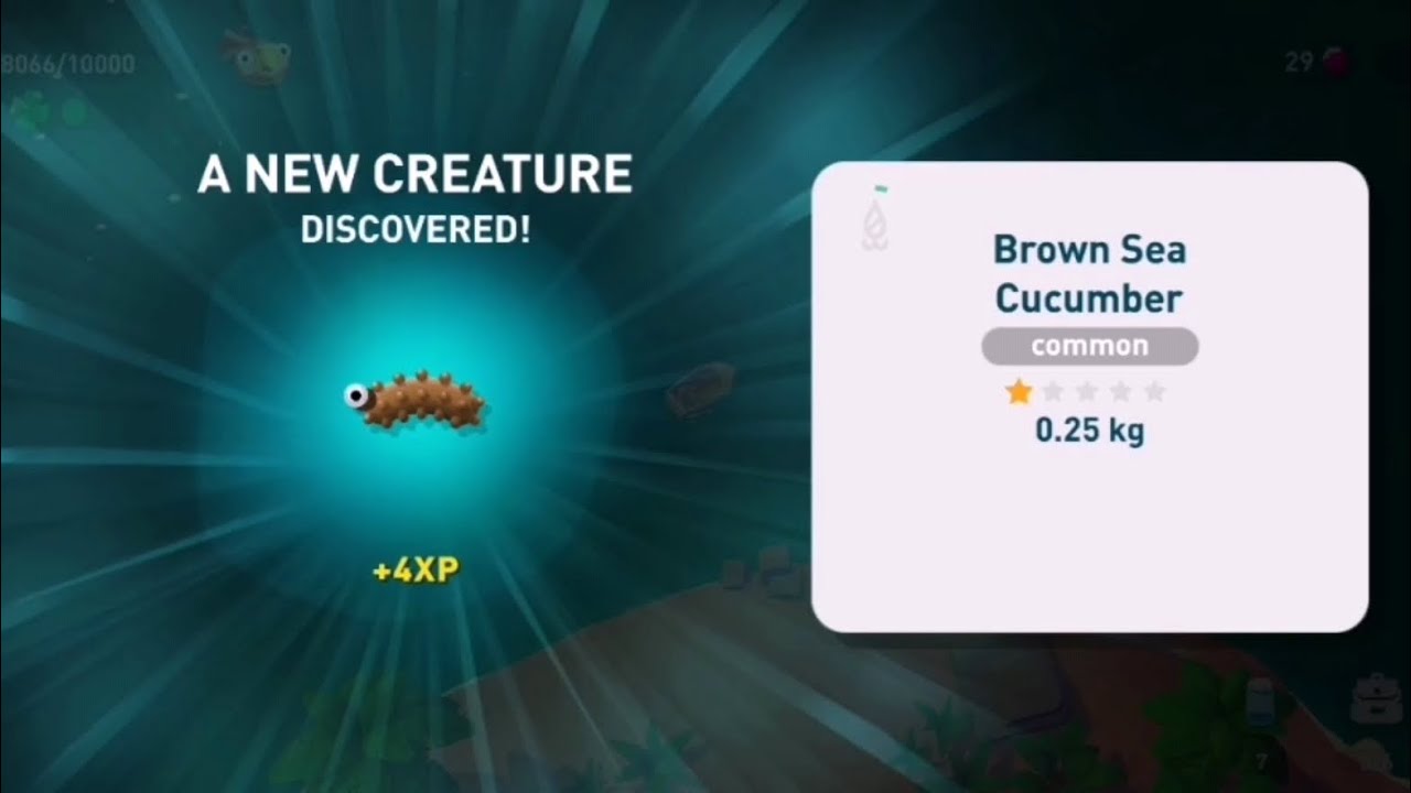 Brown Sea Cocumber - Creatures of the deep - YouTube