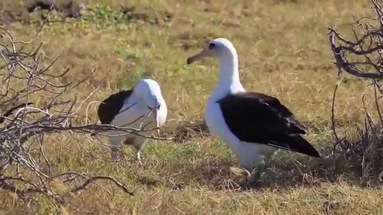 Laysan Albatross dance - YouTube