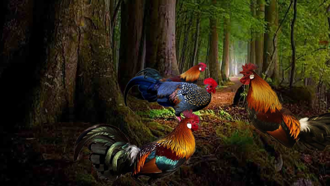 farm animals rooster | red jungle fowl farm | wild chicken farming ...