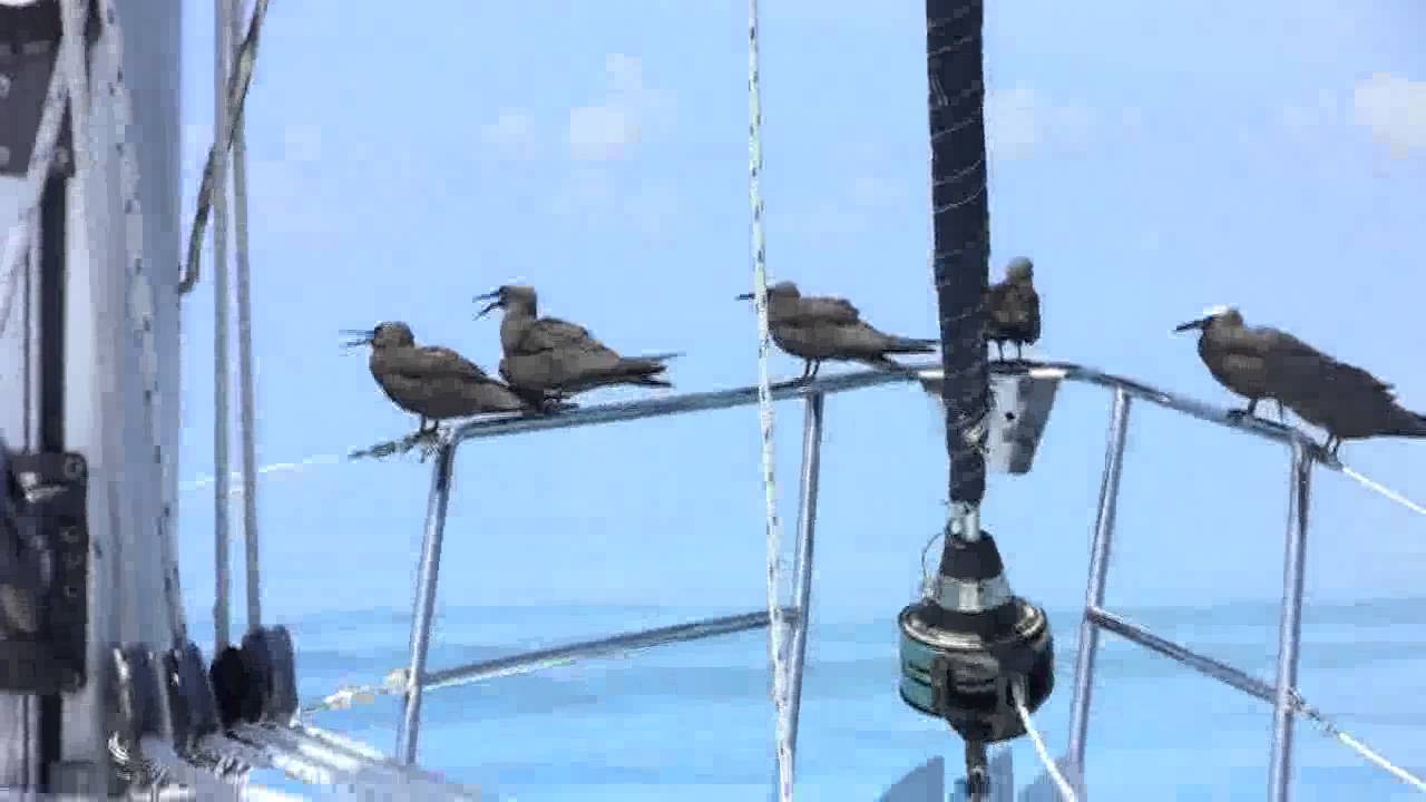 Sailing Dry Tortugas - YouTube