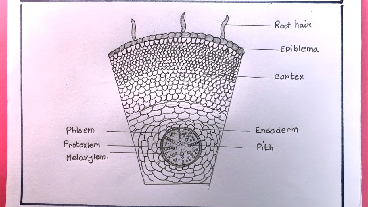 how to draw transverse section of monocut root - YouTube