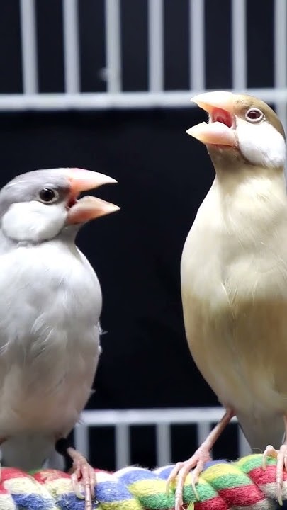 Java bird / Java sparrow/ Java finch #parrot #bird - YouTube