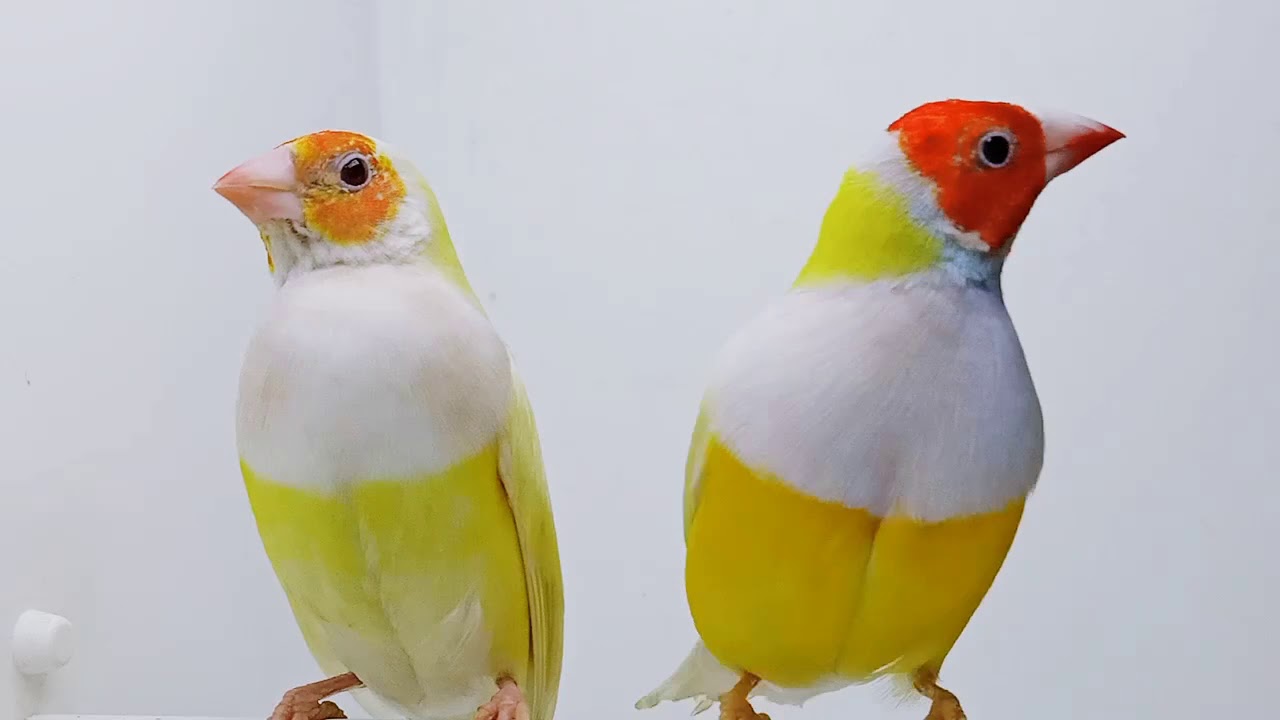 Lutino gouldian finches - YouTube