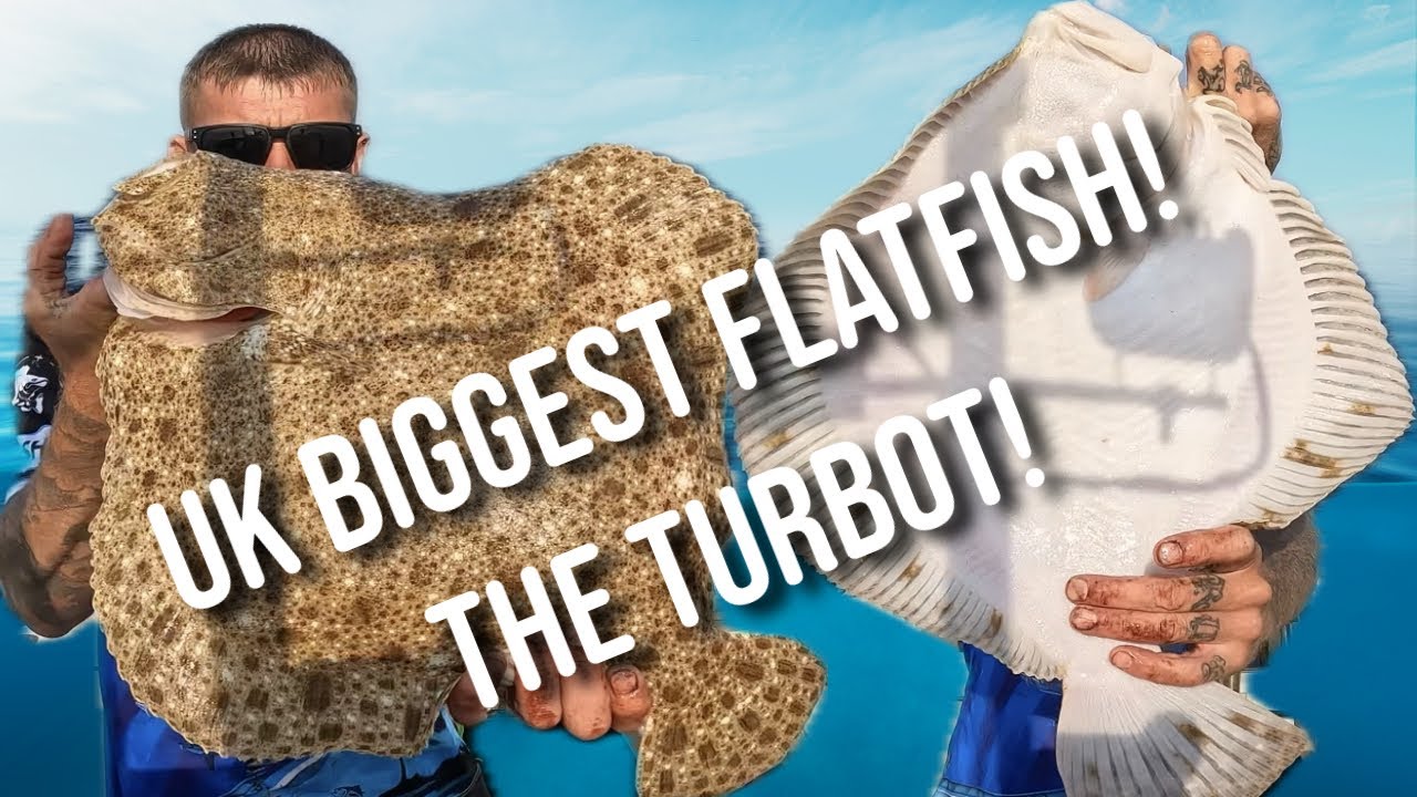 Fishing For UK’s LARGEST Flatfish! - Drifting BIG Sandbanks! - Turbot ...