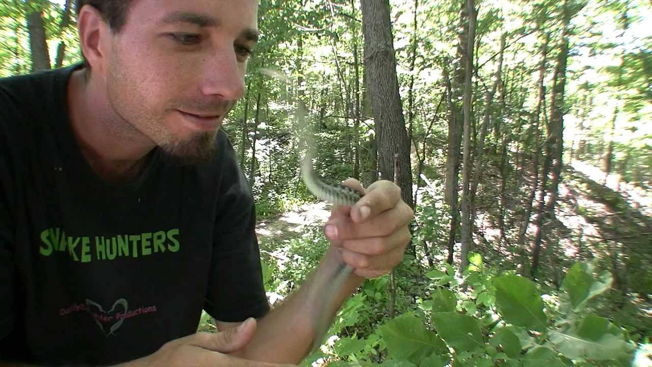 Crazy Snake Bites My Nose - Slow Motion - YouTube