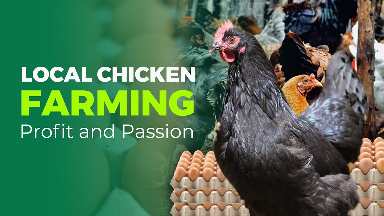 Local Chicken Farming: Teacher Raising Chickens for Profit and Passion ...