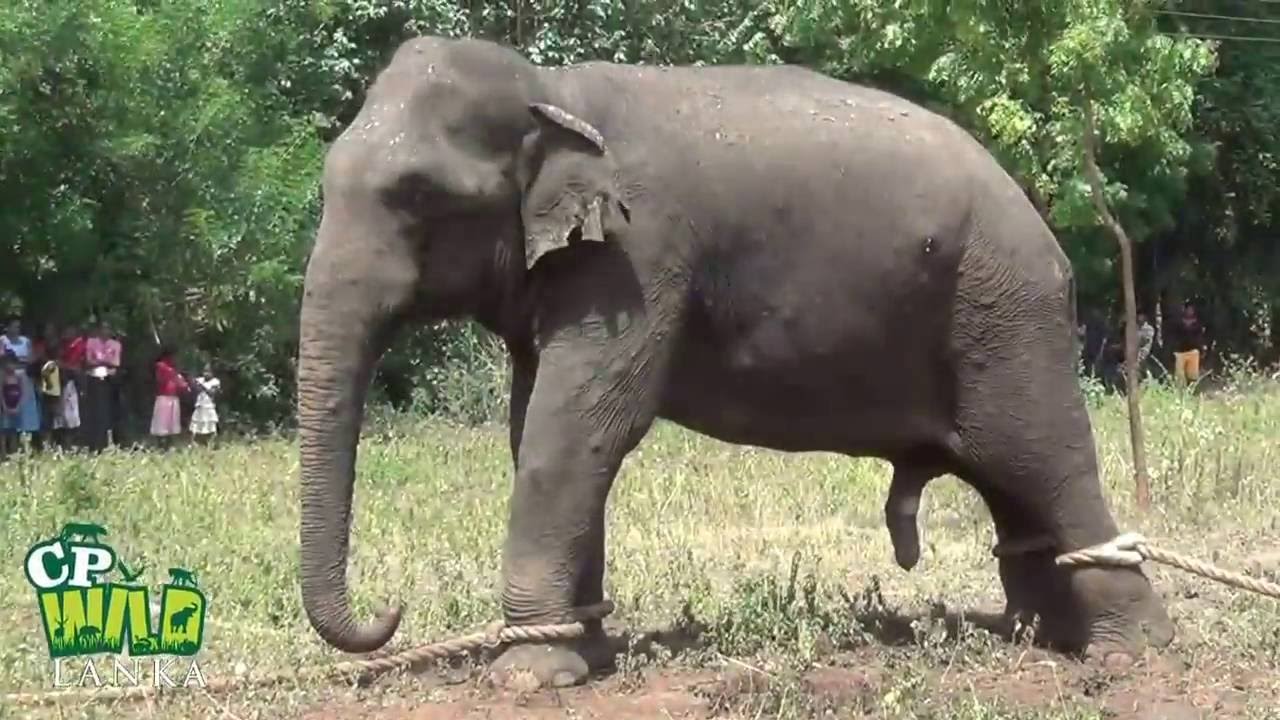 Huge Elephant captured ! - YouTube