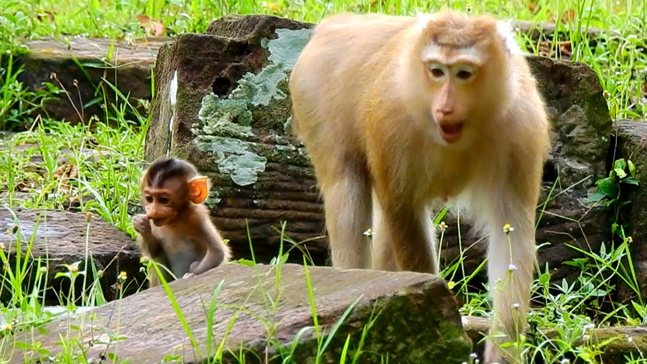 Congratulation ! Brady Monkey Got Some Freedom Rose Monkey Teaching To ...