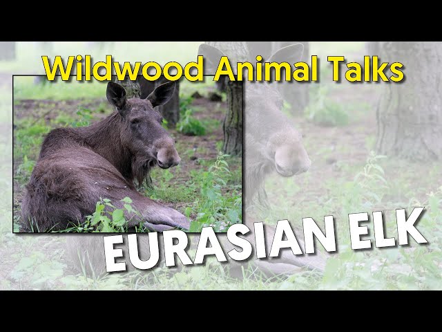 Eurasian Elk