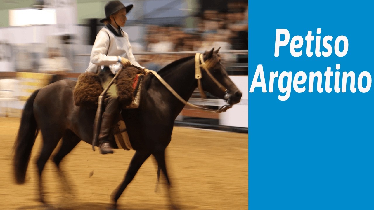 Petiso Argentino. Raza criolla, demostración en la rural de Palermo ...