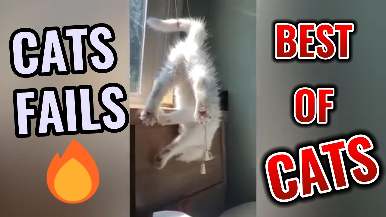 Dumb Cats Doing Dumb Things… Best Compilation On YouTube 💀 - YouTube