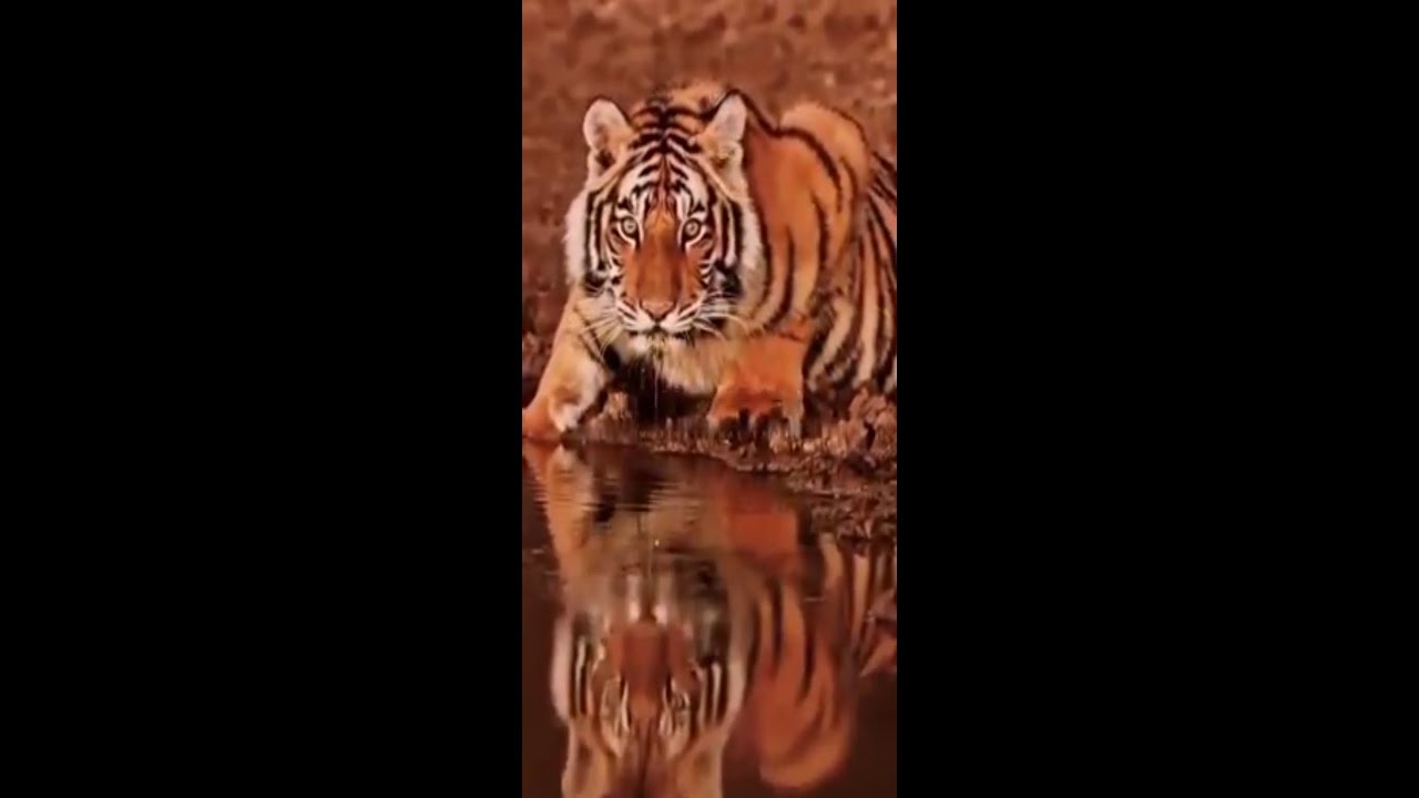 🙄 No Problem.. Attitude Shayari Status | Attitude WhatsApp Status ...