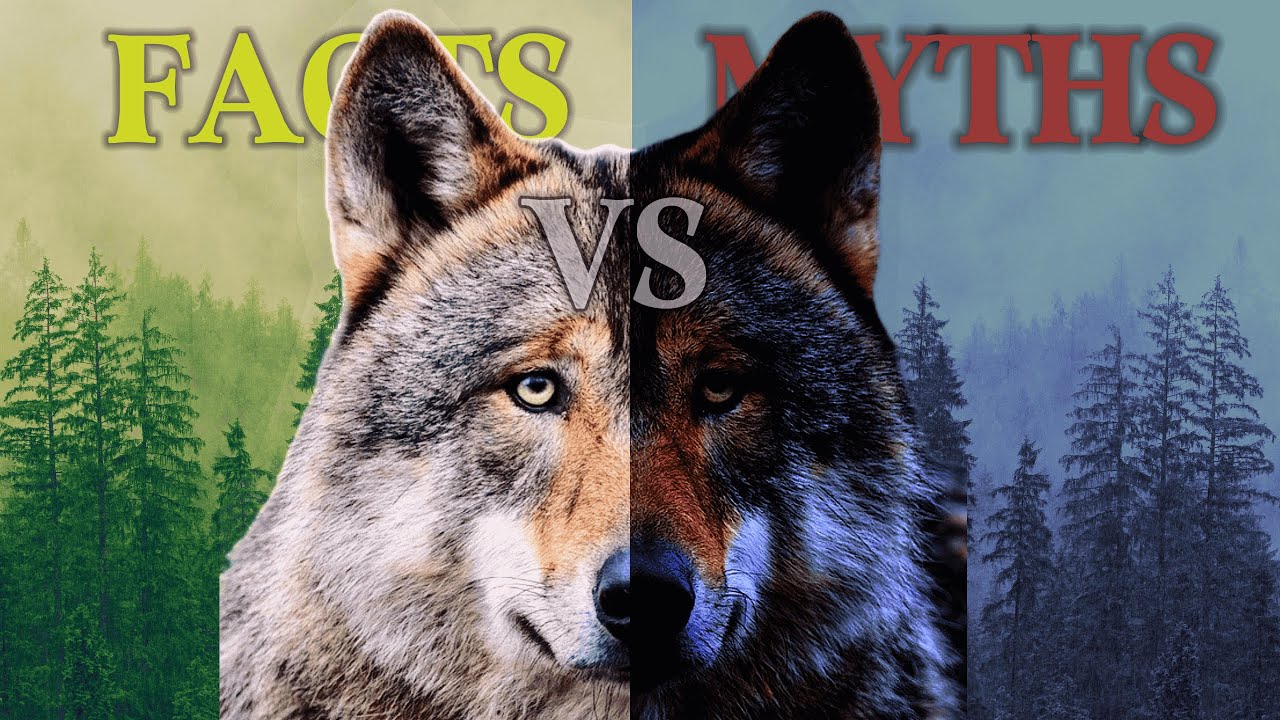 The Truth About Wolves: Separating Myths from Reality - YouTube