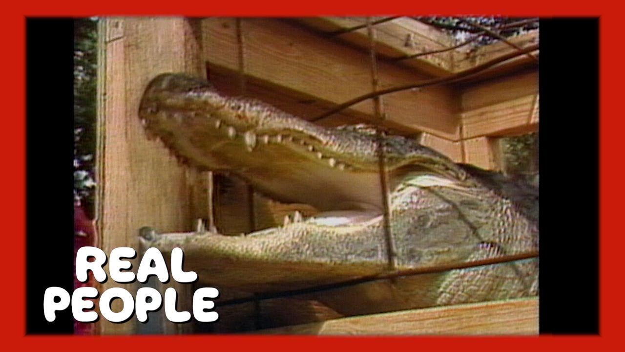 The Legend of Big Al the 18 Foot Alligator | Real People | George ...