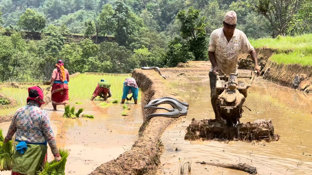 Ashar ko Dhan Ropai Nepal | Ashar 15 | Dhan Ropai Jatra,Diwas | Dhan Ke ...