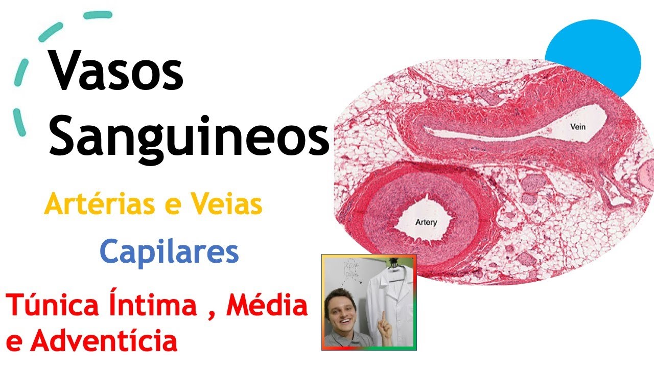 Vasos sanguineos ( Artérias , Veias e Capilares ). Aula 36 | Curso de ...