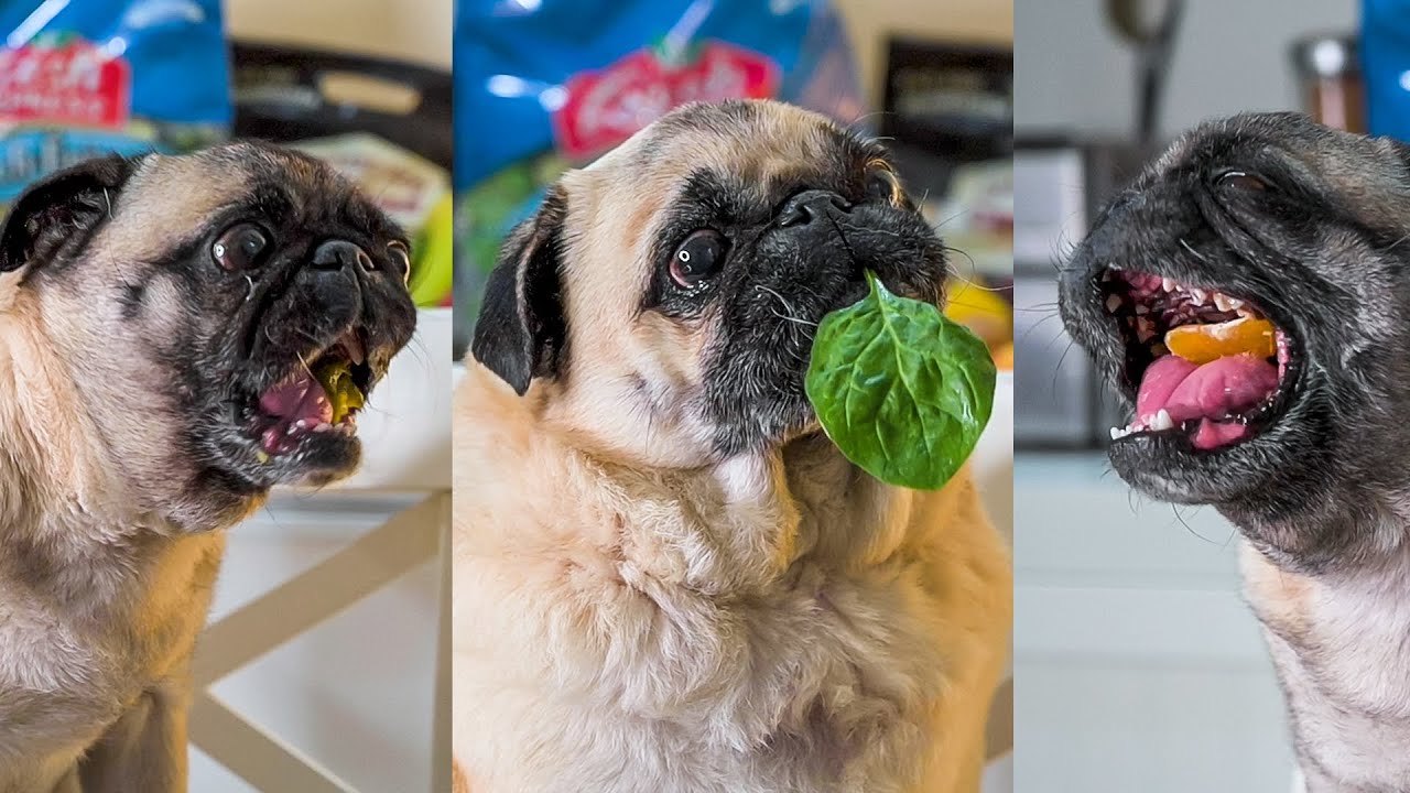 Pugs Eating Random Food in SLOW MOTION - Part 1 - YouTube