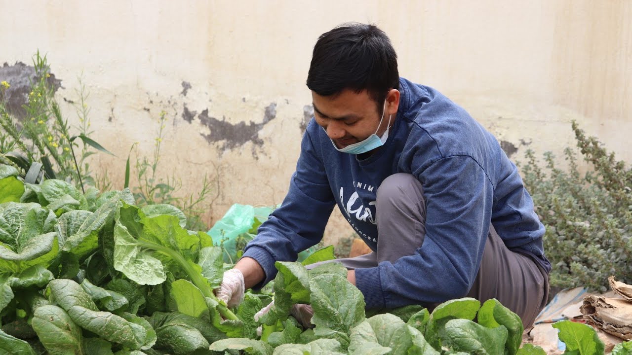 Small Vegetable farm in Saudi Arabia. - YouTube