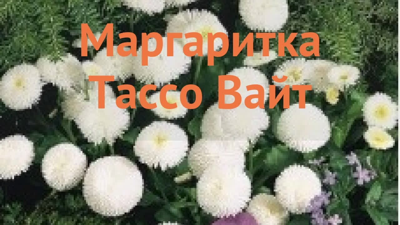 Маргаритка обыкновенная Вайт 🌿 маргаритка Вайт обзор: как сажать семена ...
