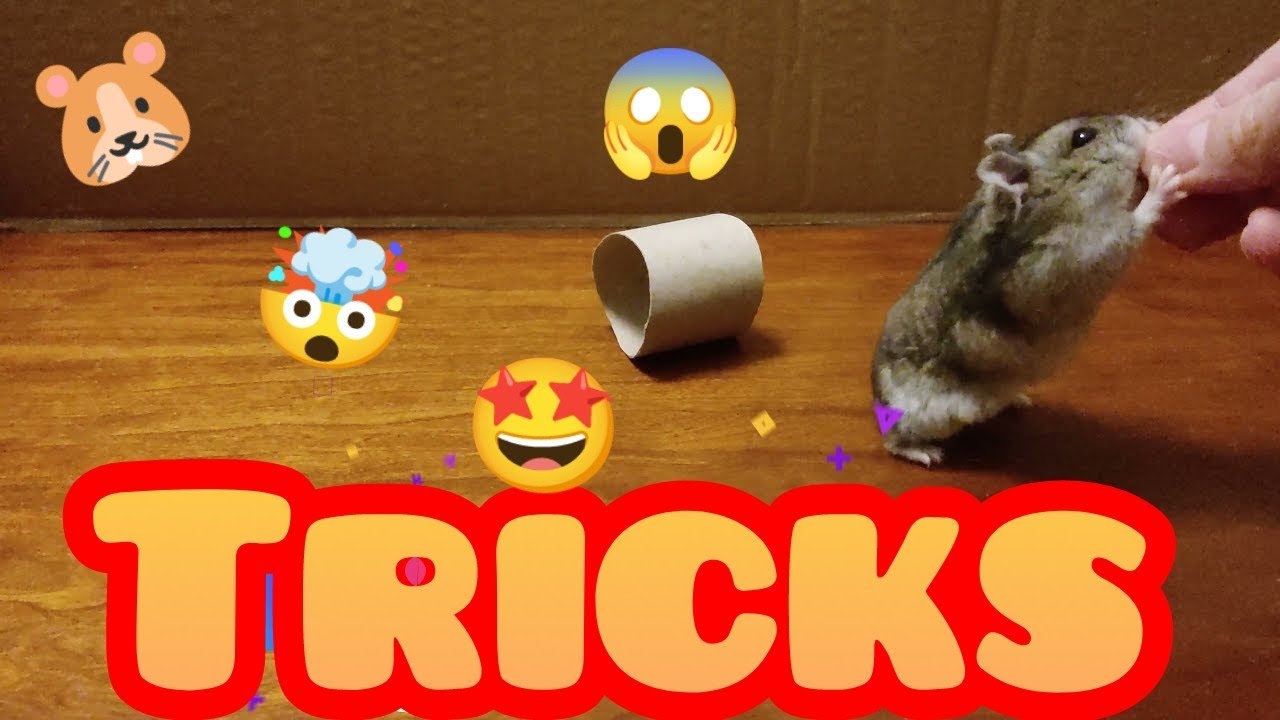 Hamster Tricks #36 - YouTube