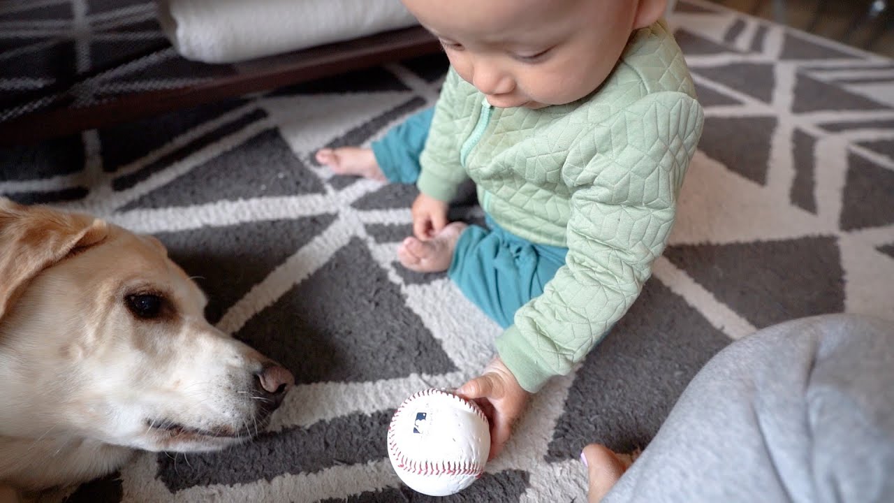 Gentle Labrador Teaches Baby Ball Skills: Heartwarming Playtime with an ...