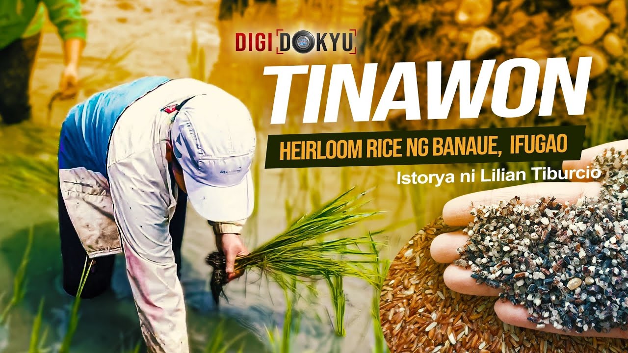 Tinawon – Heirloom rice ng Banaue, Ifugao | DigiDokyu - YouTube