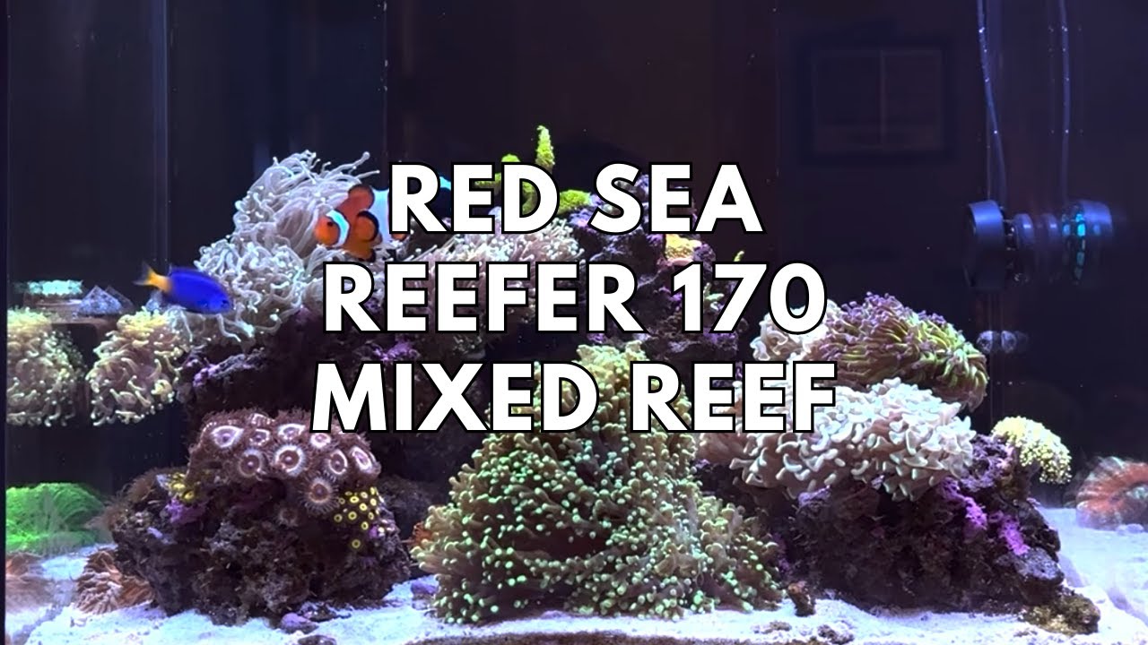Red Sea Reefer 170 G2 Mixed Reef Showcase - YouTube