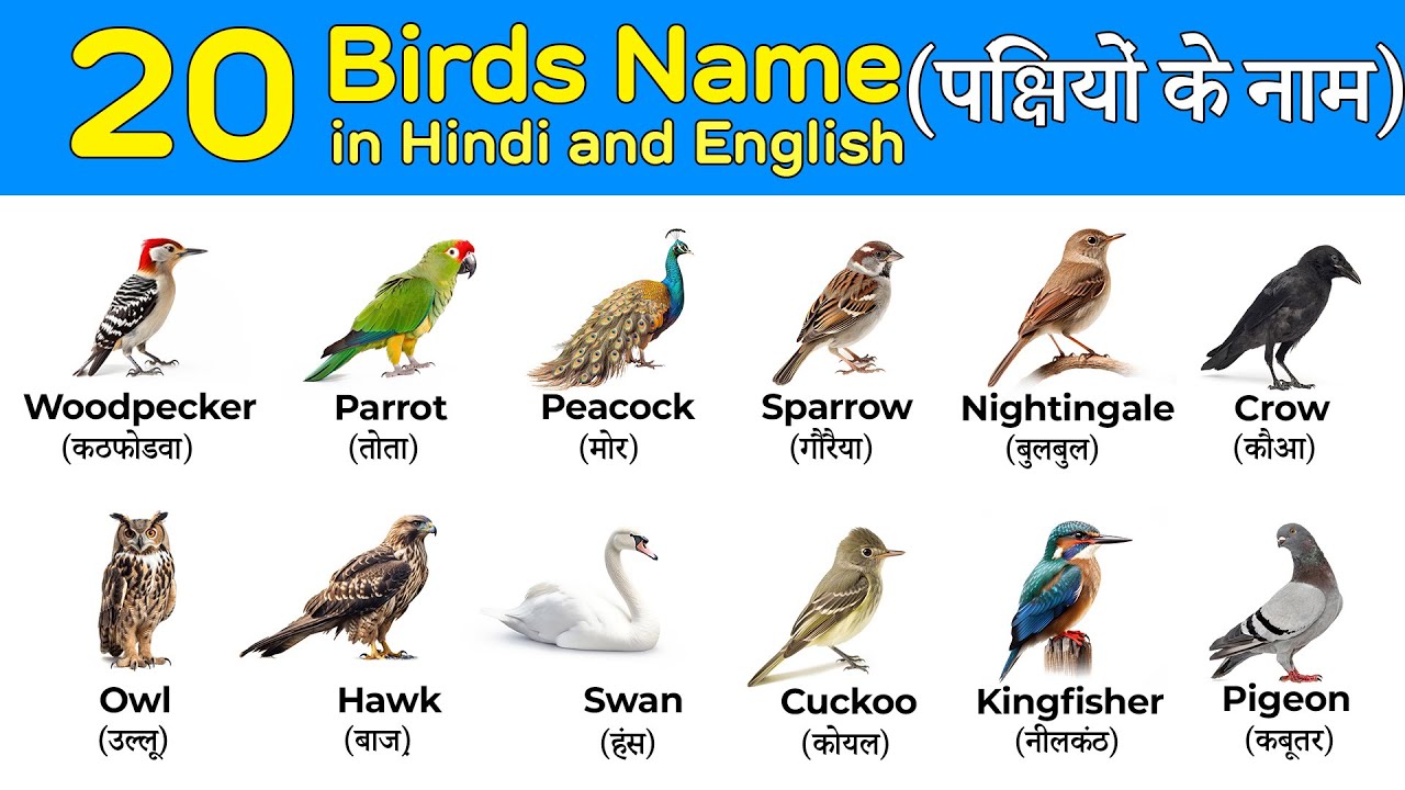 20 Birds Name in Hindi and English | पक्षियों के नाम | pakshiyon ke ...