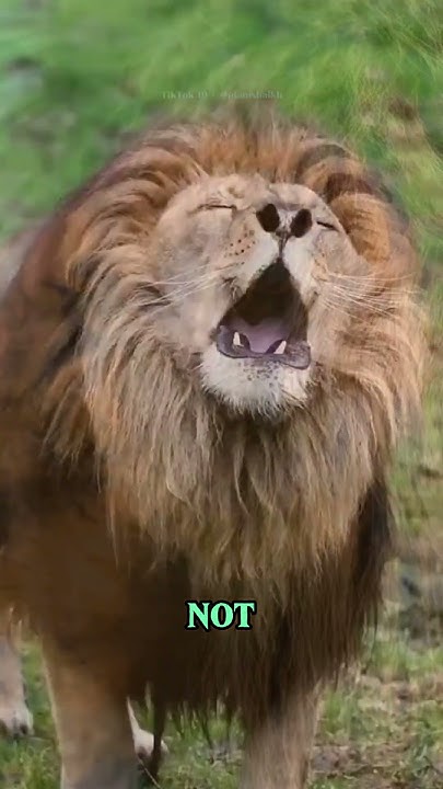 How Loud is a Lion's Roar - YouTube