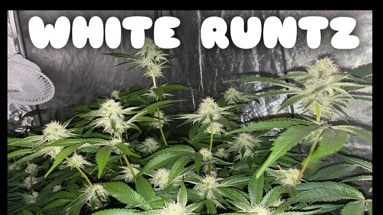 White Runtz Week 4 of Flower - YouTube