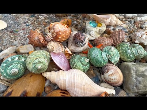 There are so many types of sea snails. The bigger the snail, the bigger ...