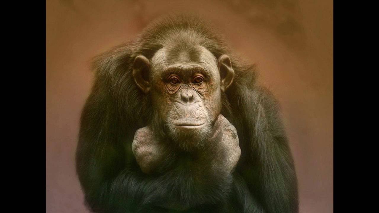 SIMIOS Y MÚSICA - YouTube