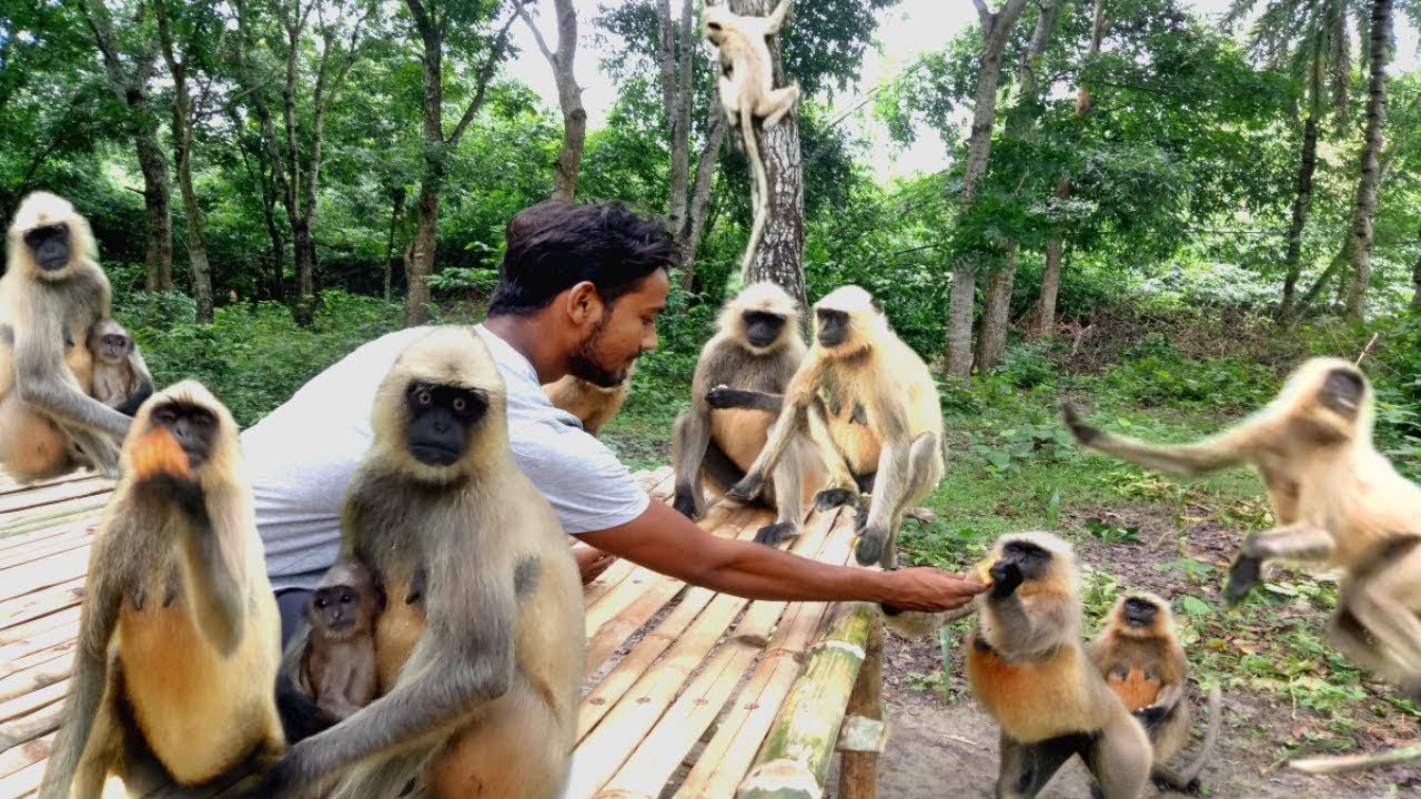 Primitive Bond Human & Langur Monkeys/Hanuman -ক্ষুধার্ত হনুমান & একটি ...
