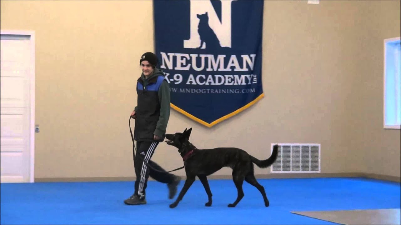 Freyja (Dutch Shepherd) Boot Camp Dog Training Demonstration - YouTube