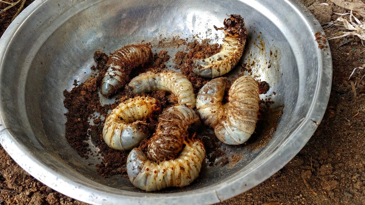 How to Find Coconut Worm - YouTube