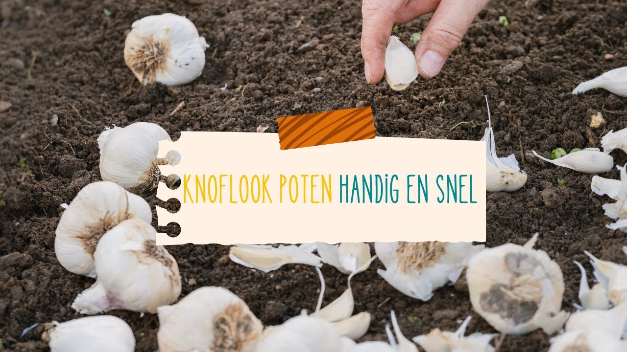 Handig en snel knoflook poten doe je zo! - YouTube
