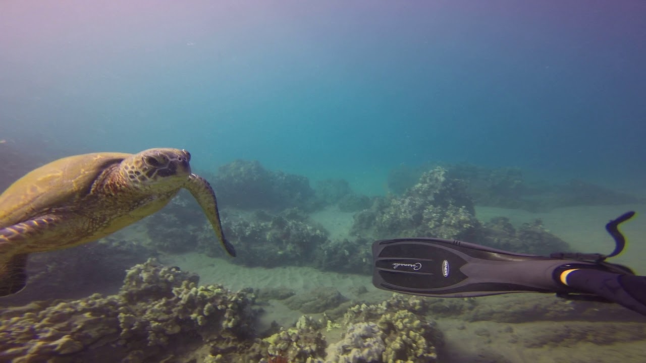Turtle Chasing Me @ Ulua Beach - YouTube