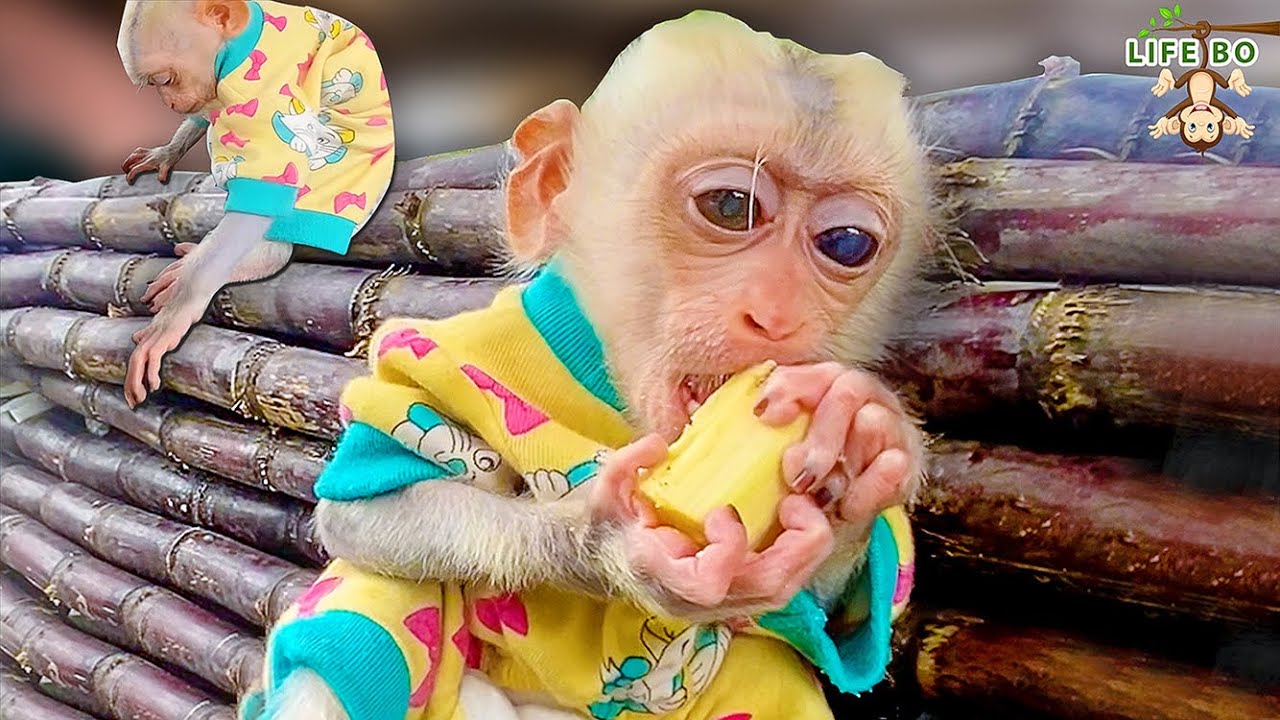 Baby Monkey Bobo eating sugar cane is delicious - YouTube
