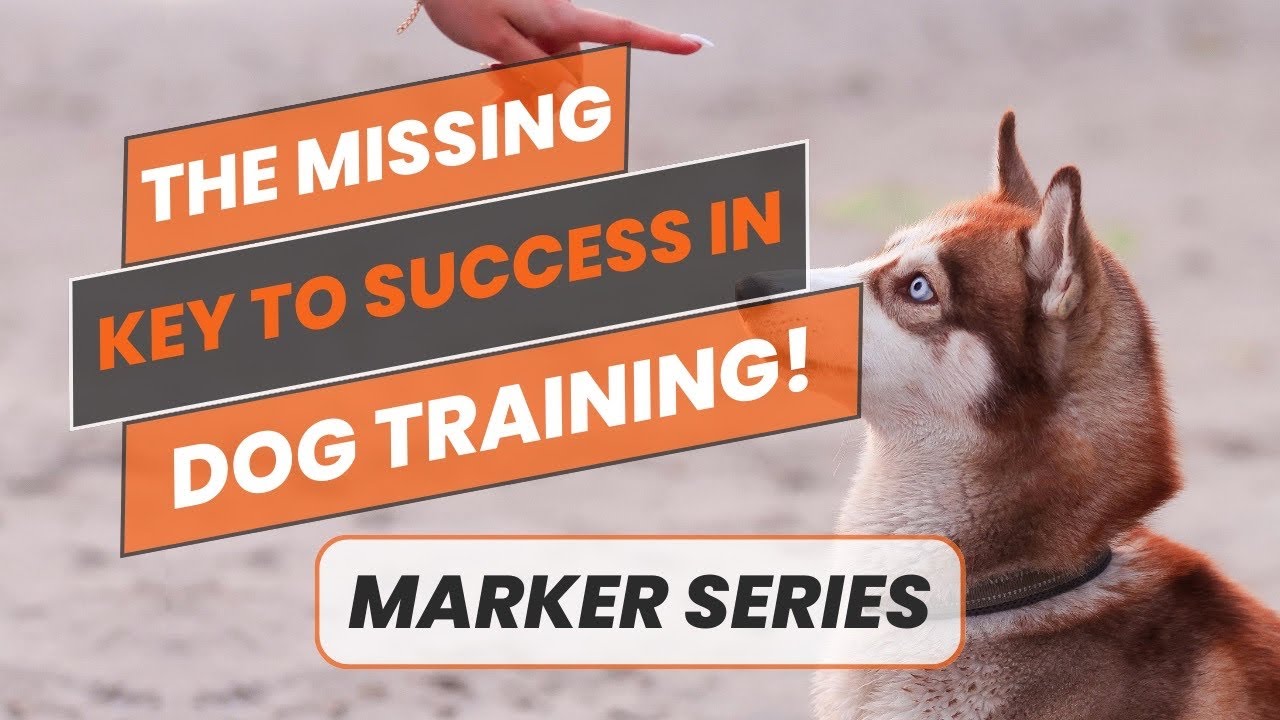 Non-Reward Markers: The Key to Faster Dog Training! - YouTube