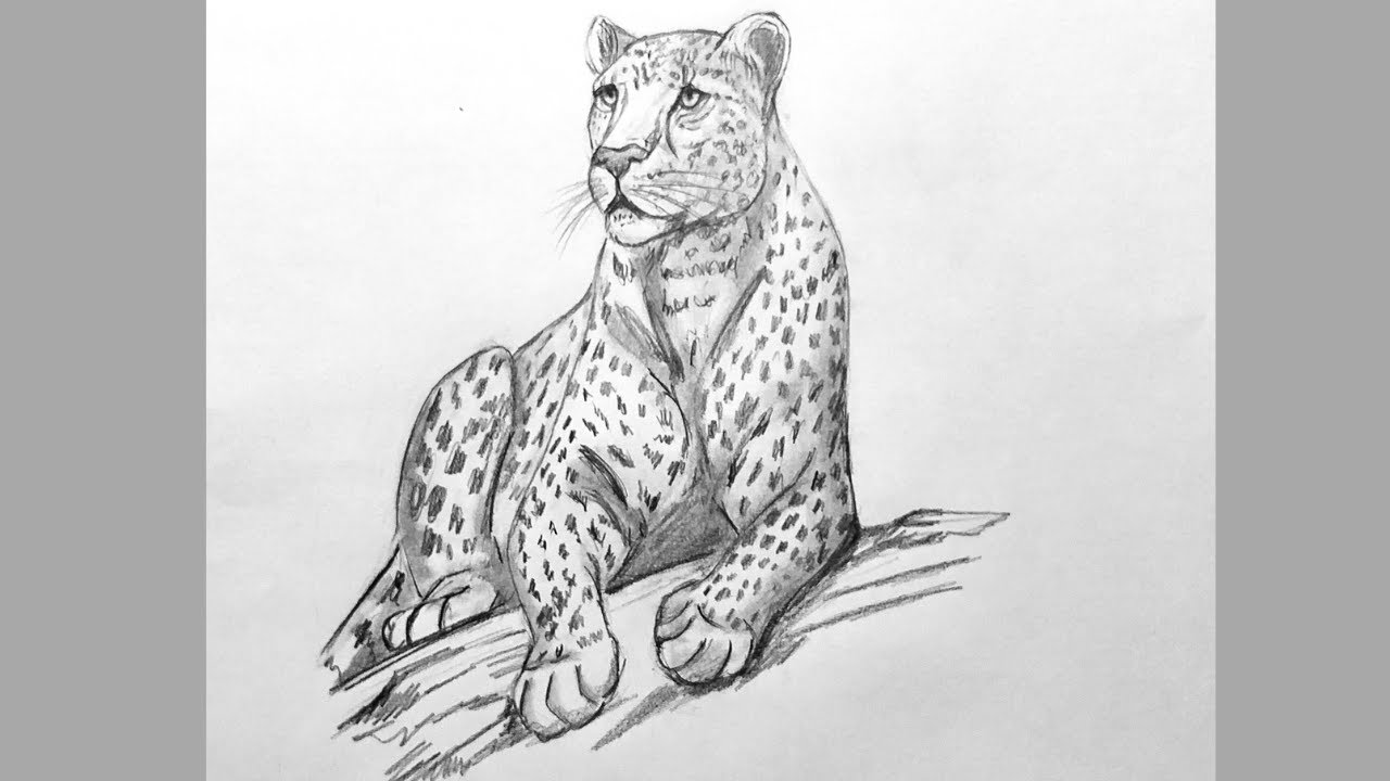 How to Draw a Spotted Tiger ️🐅 | Eye-Catching Realistic Pencil Sketch # ...