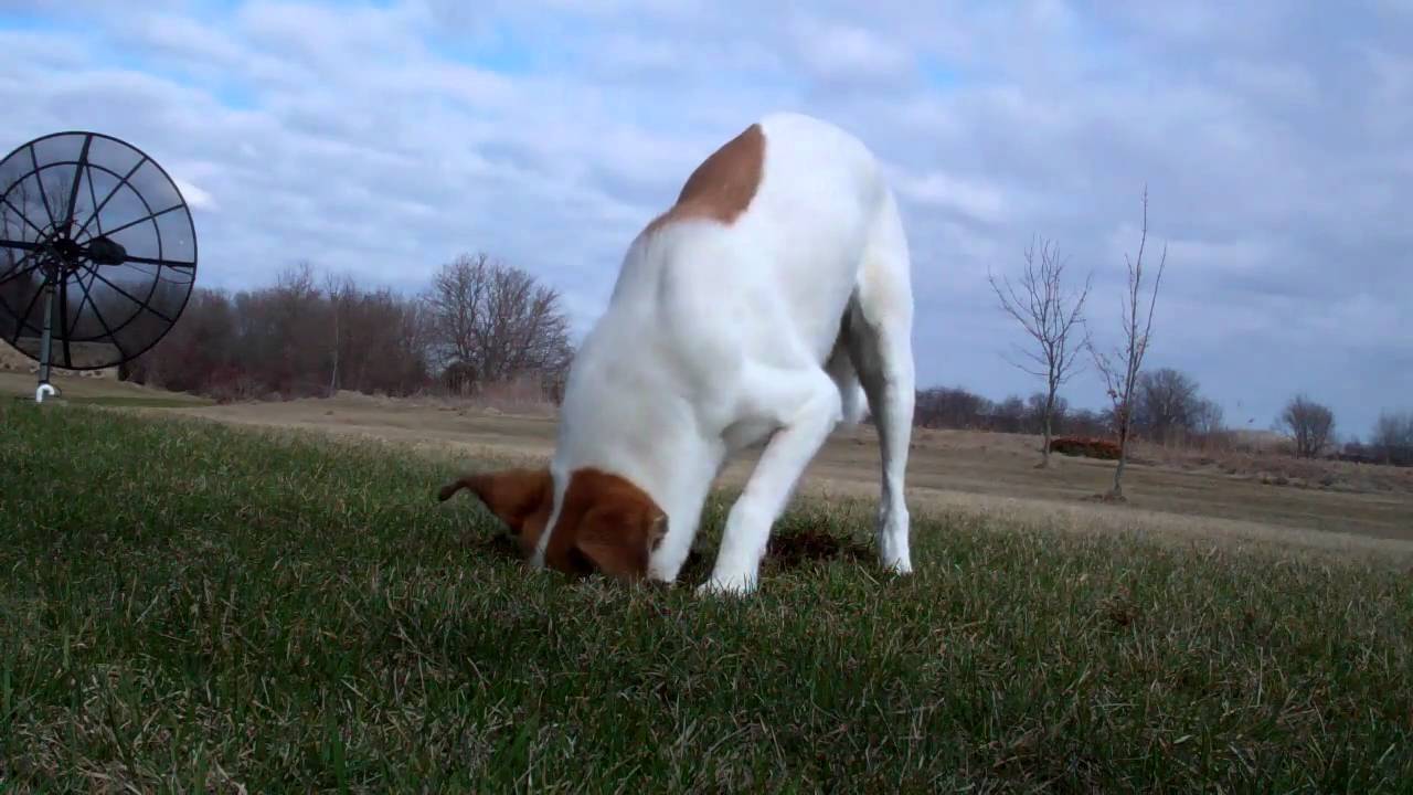 Gopher digging dog. - YouTube