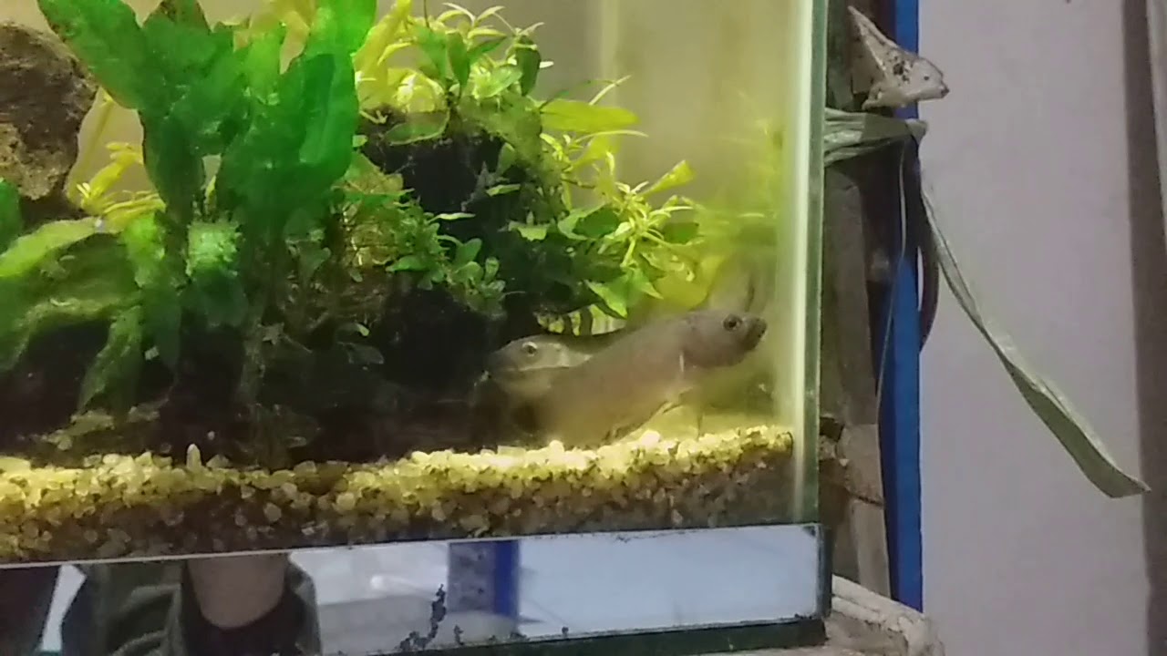 Betta Ideii breeding. Kawin kawin... - YouTube