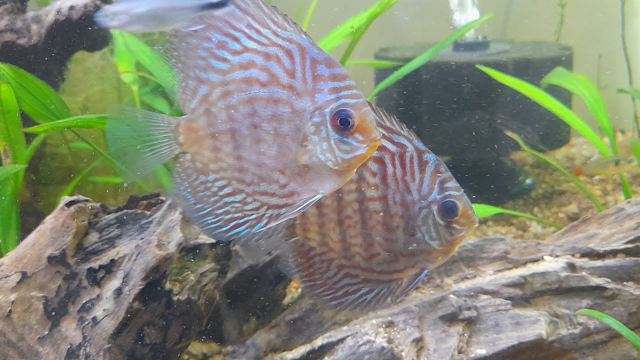 how to care discuss fish - YouTube