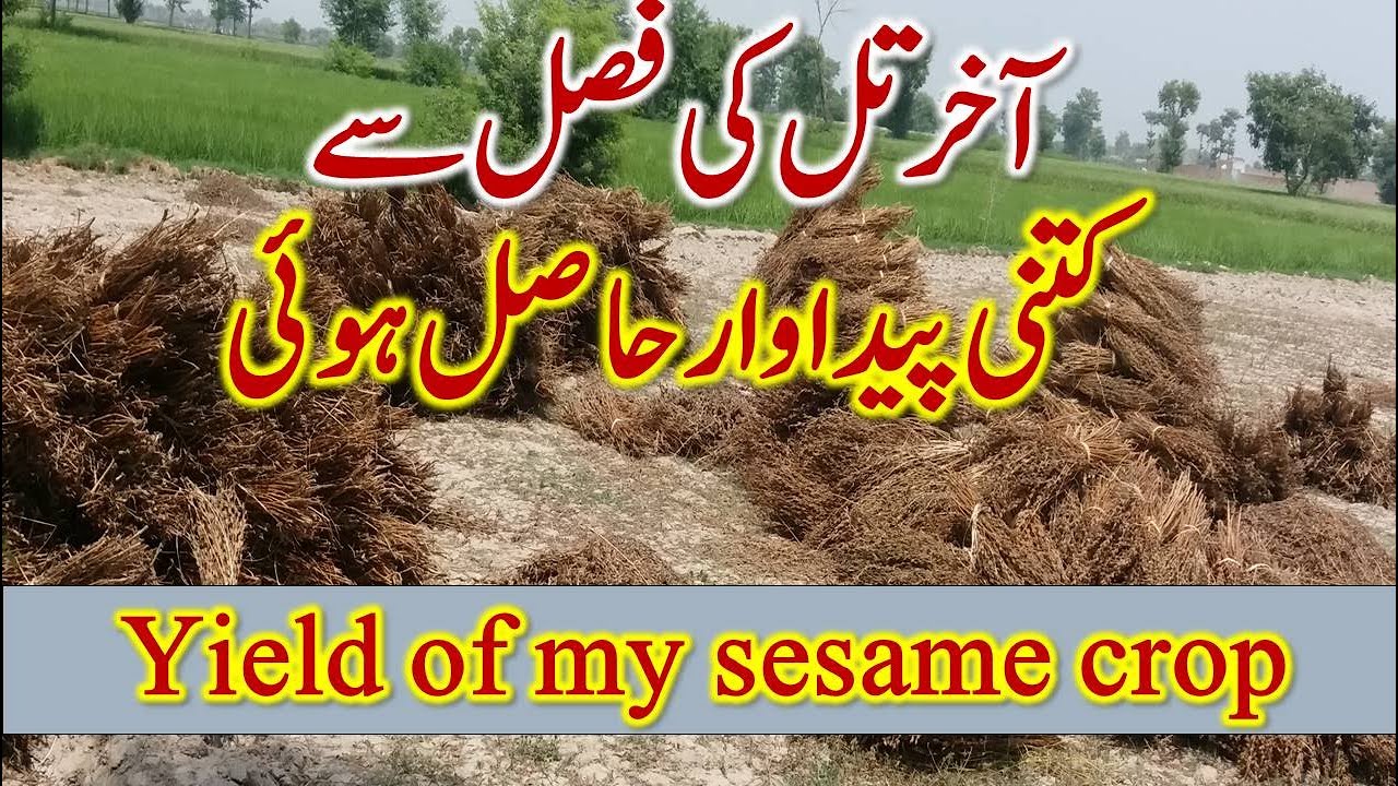 Yield of my sesame crop | My sesame crop history and yield ...