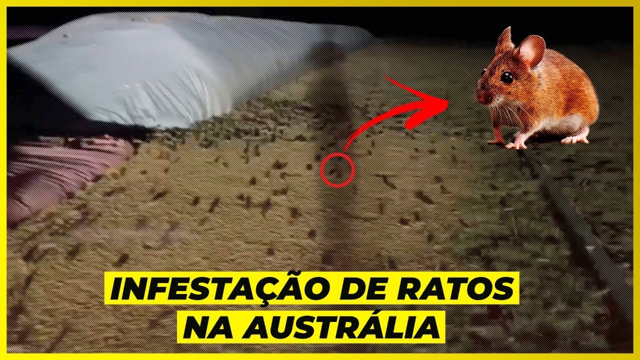 Por que a Austrália vive uma infestação assustadora de ratos? - YouTube