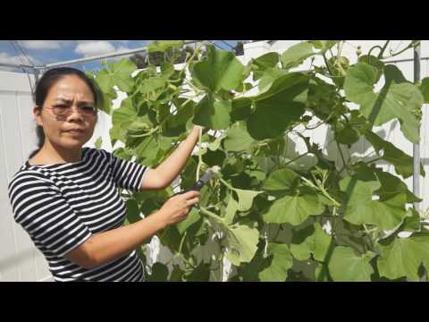 How to prune fruiting bottle gourd