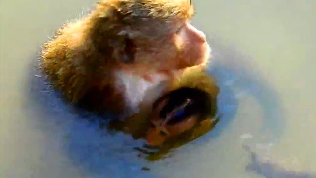 So pitiful newborn baby monkey drown in the water - YouTube