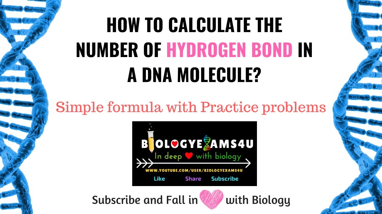 How to calculate the number of Hydrogen bonds in a DNA using a simple ...
