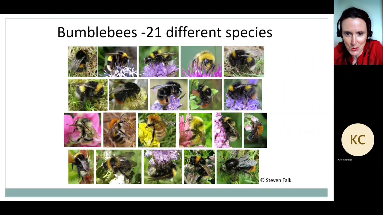 An Introduction to Ireland's Bees - YouTube